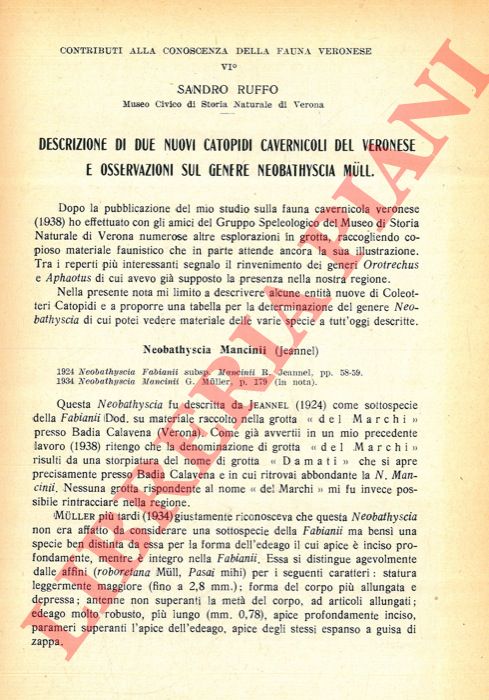 Descrizione di due nuovi Catopidi cavernicoli del Veronese e ...