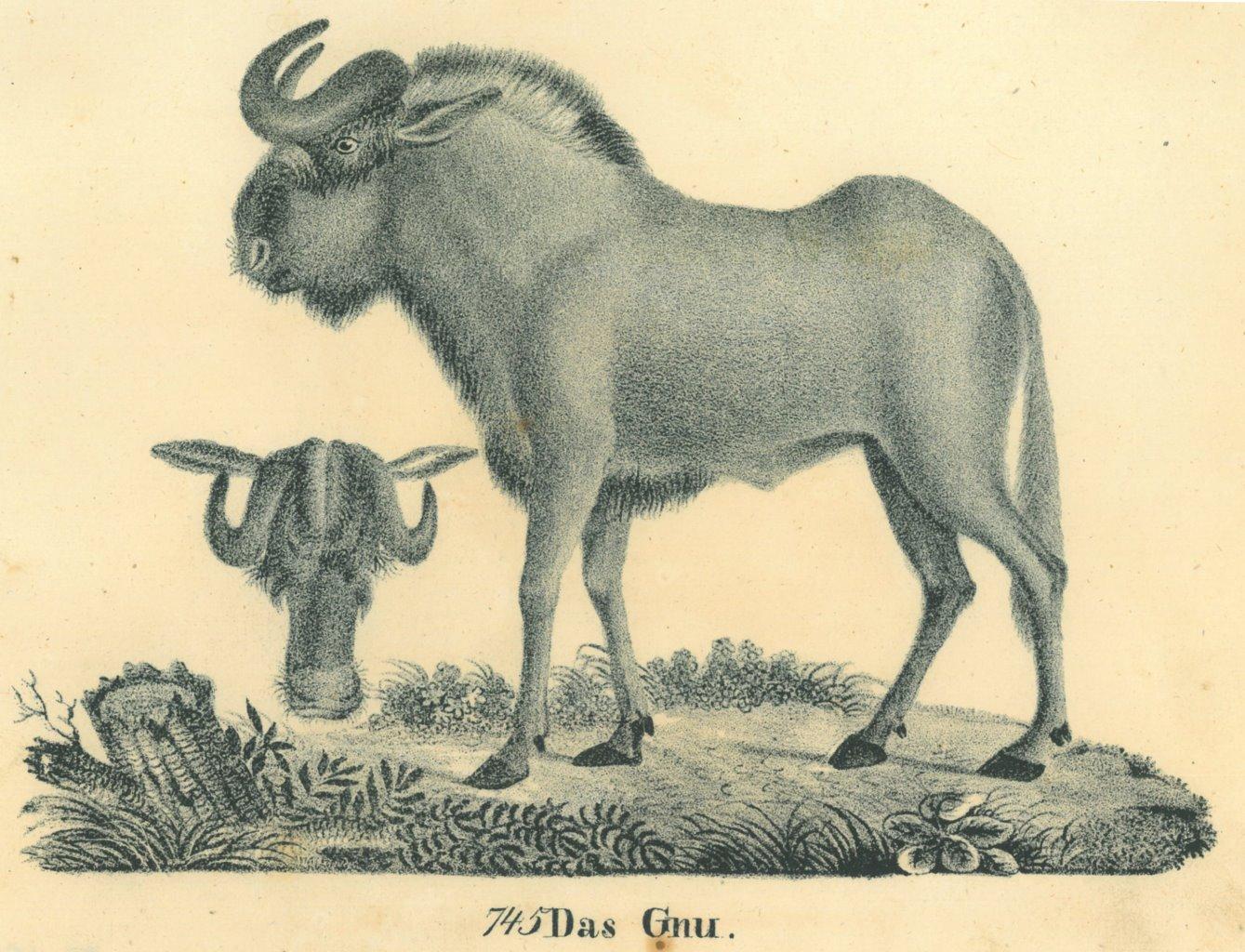 ANTILOPE. - Gnu. ANTILOPE. - Gnu.