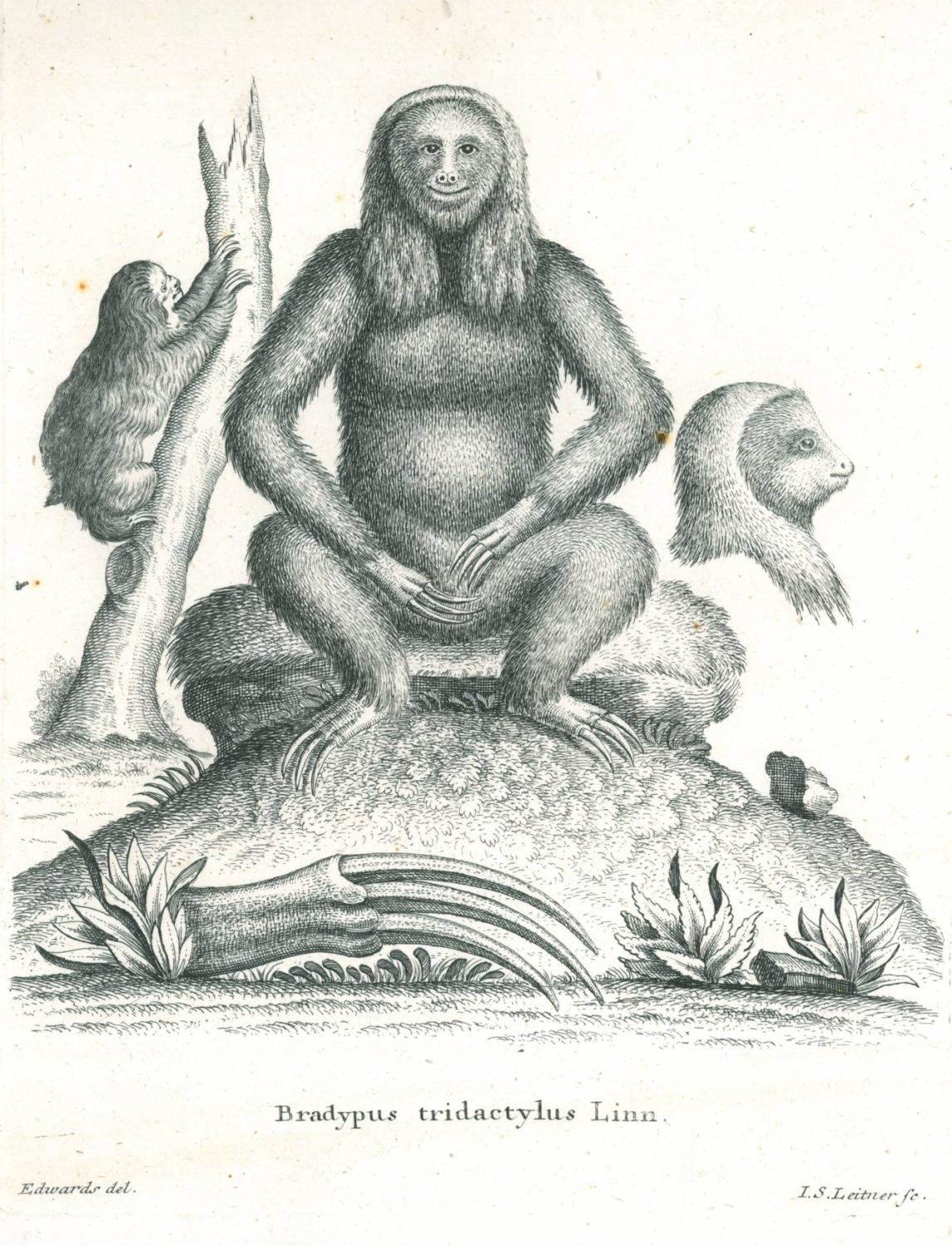FAULTIER. - Dreifinger-Faultier. "Bradypus tridactylus Linn". Weißkehl ...