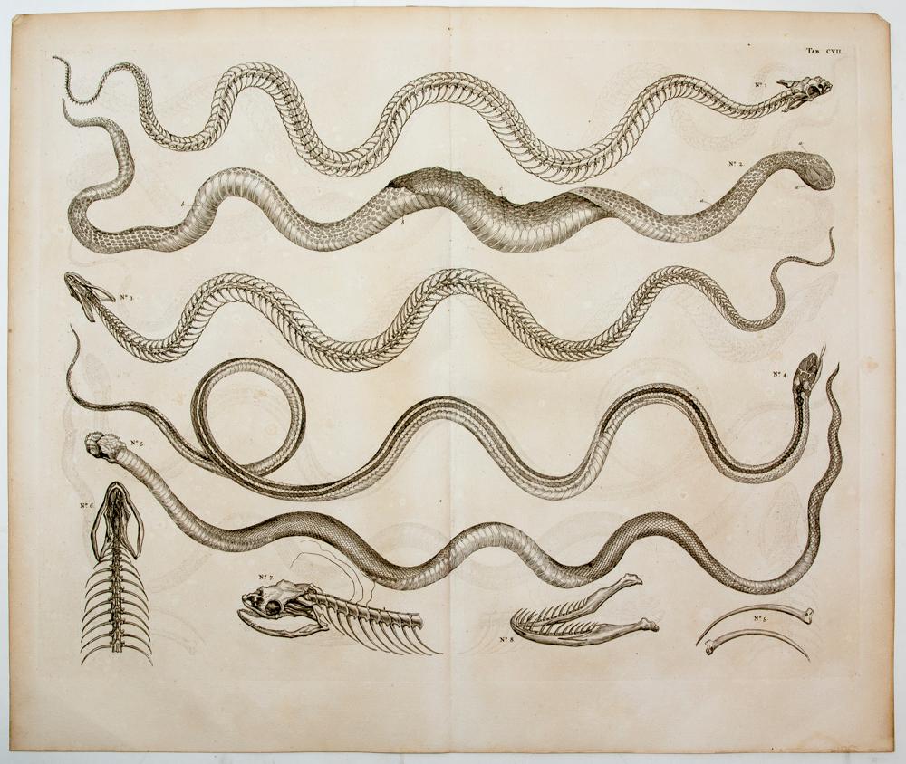 [Snake Osteology]. TAB. CVII. [from] Locupletissimi Rerum Naturalium ...