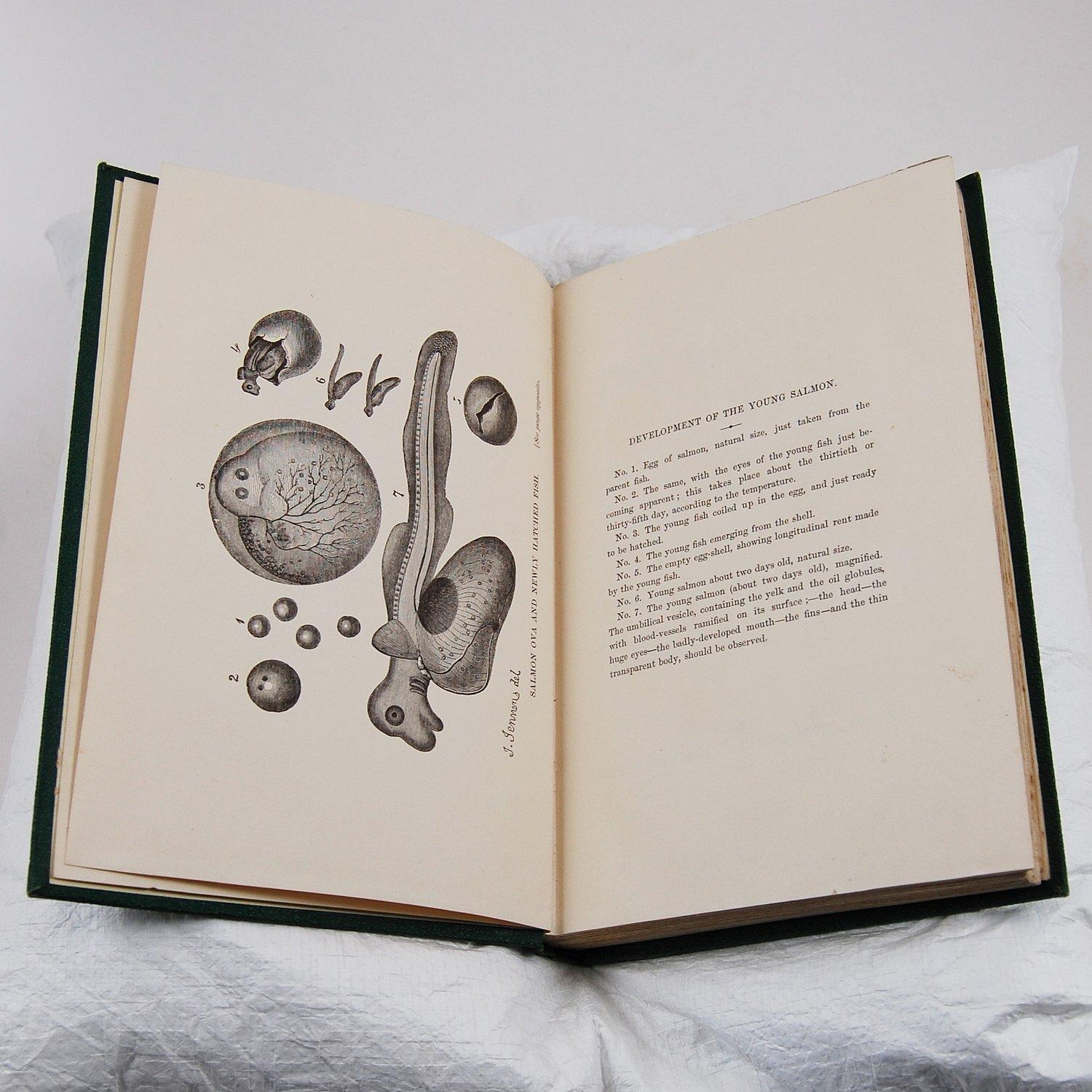 Fish Hatching. par Buckland, Frank T.: Excellent (1863) | Alembic Rare ...