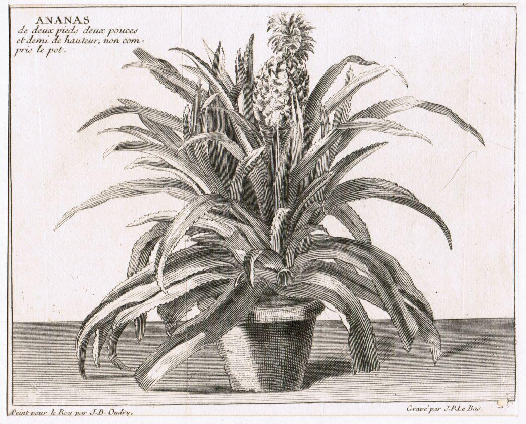 Ananas de deux pieds duex pouces et demi de hauteur. (Abbildung der ...