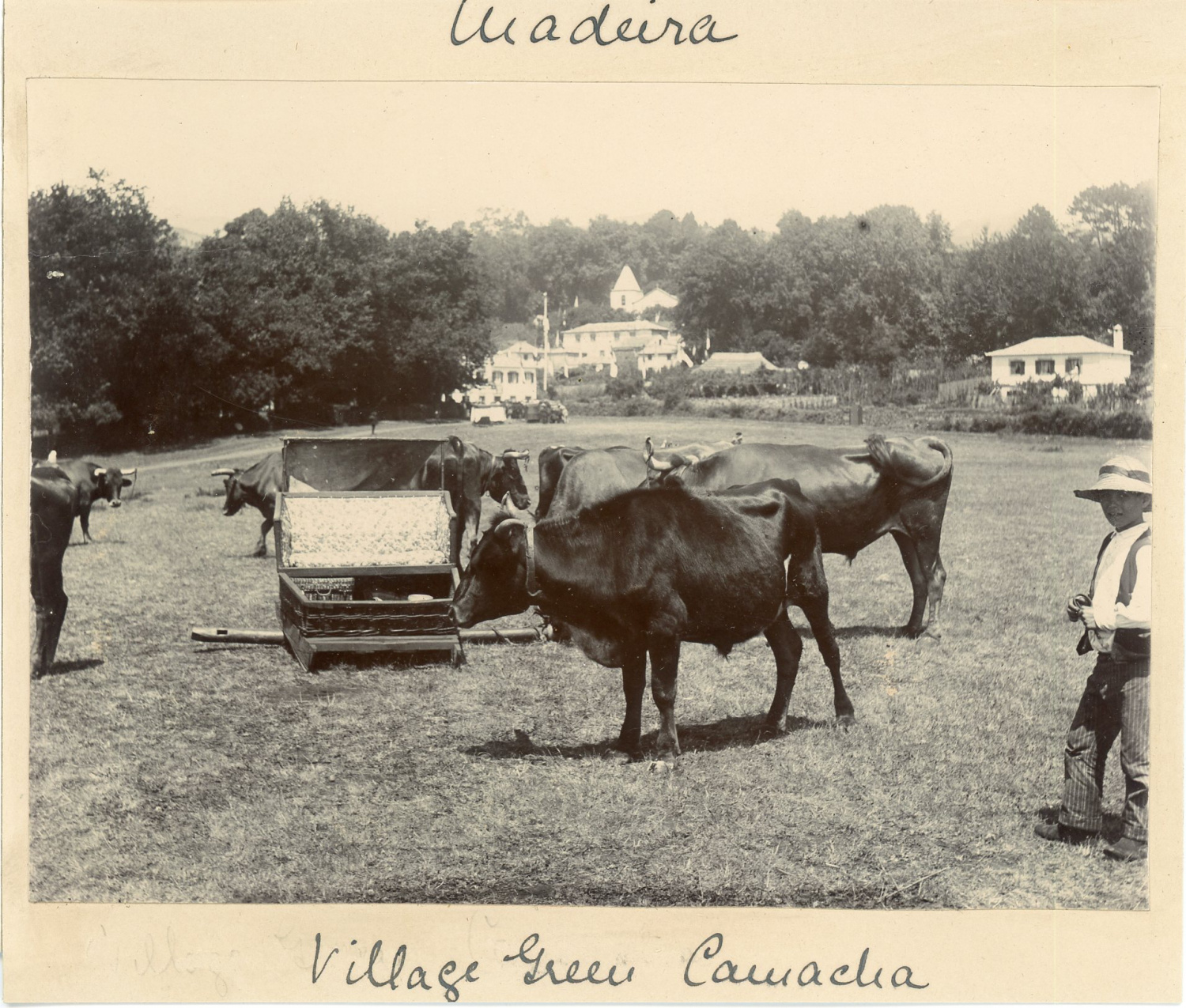 Portugal, Madeira, Camacha, Village Green von Photographie originale ...