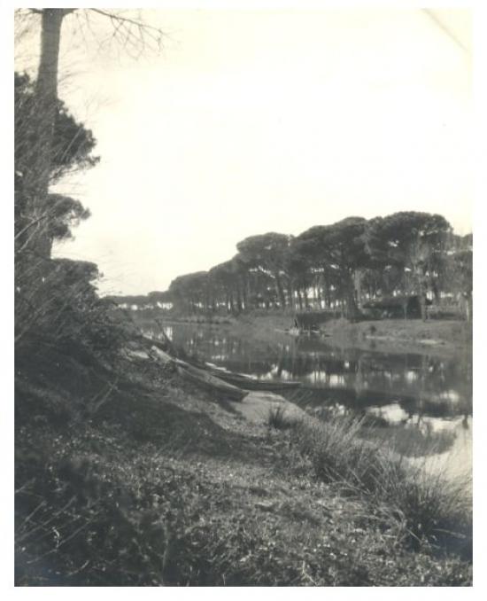 Italie, Ravenna, Riserva Naturale Pineta by Photographie originale ...