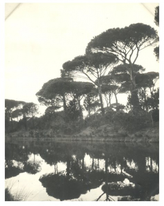 Italie, Ravenna, Riserva Naturale Pineta by Photographie originale ...