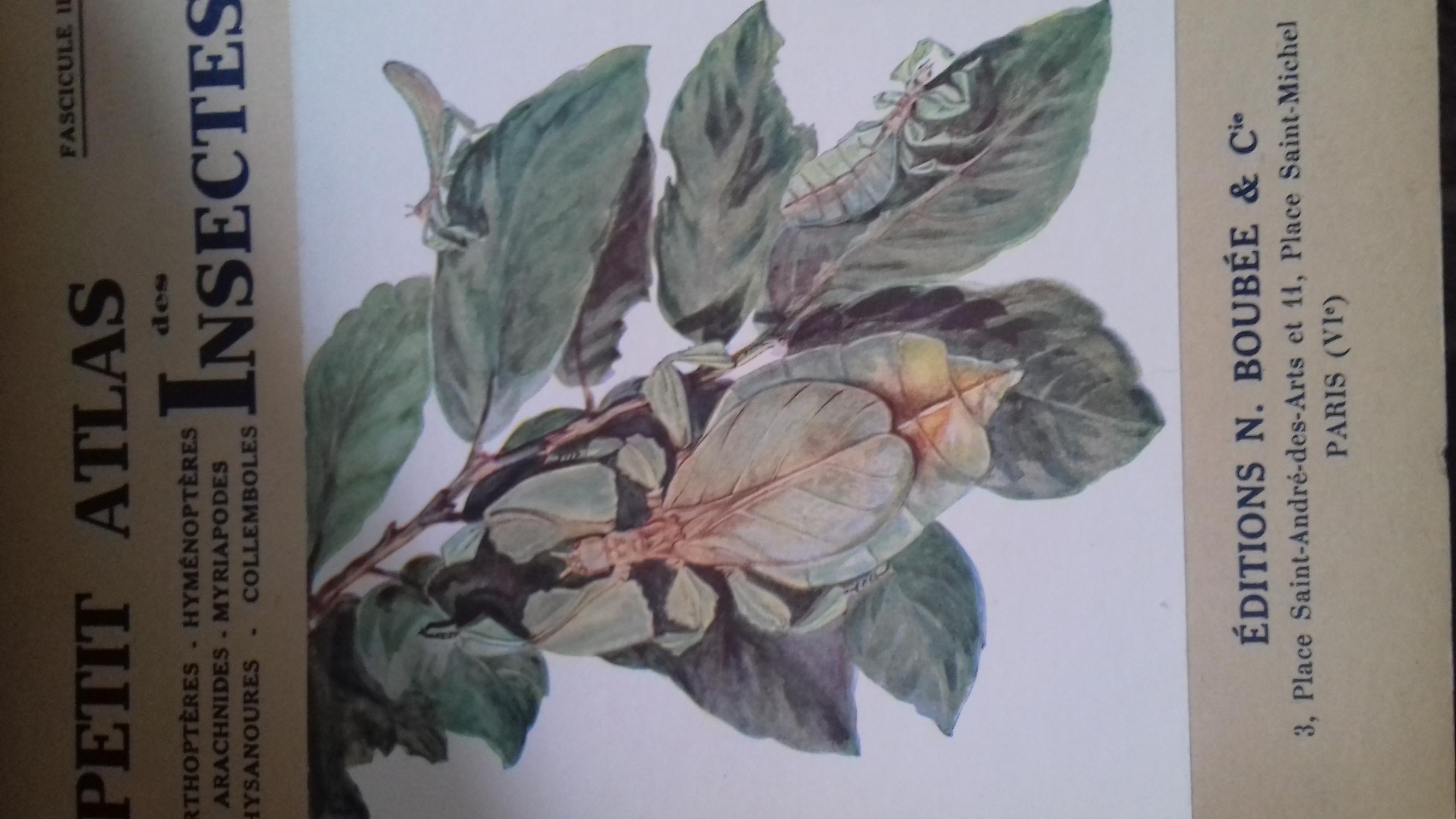 PETIT ATLAS DES INSECTES - FASCICULE II : ORTHOPTERES - HYMENOPTERES ...