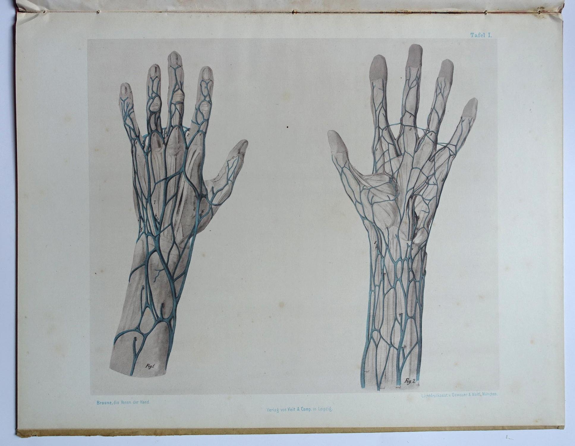 Die Venen der menschlichen Hand. von Medizin. - Anatomie. - Braune ...