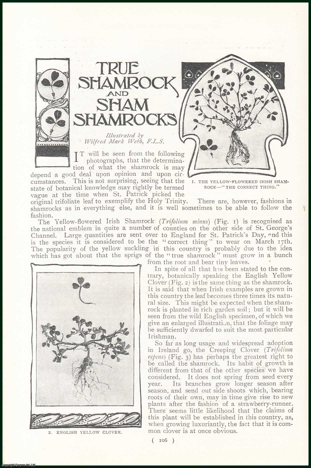 South African Oxalis ; Creeping Clover ; Watercress ; Wood-Sorrel & more : True Shamrock and ...