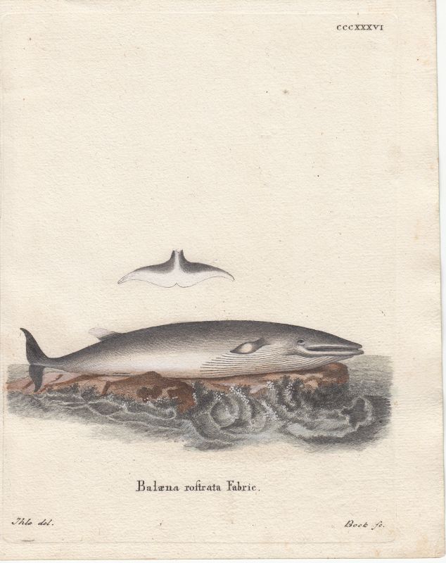 Balaema rostrata Fabric. - Minkwal bzw. Zwergwal. Kol. Kupferstich ...