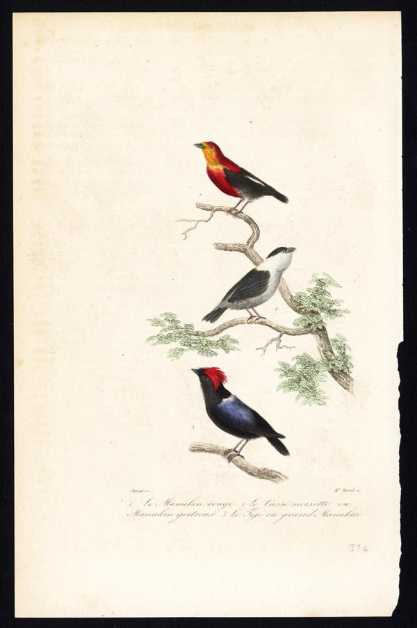 Antique Bird Print-CRIMSON HOODED MANAKIN-HELMETED MANAKIN-Buffon ...