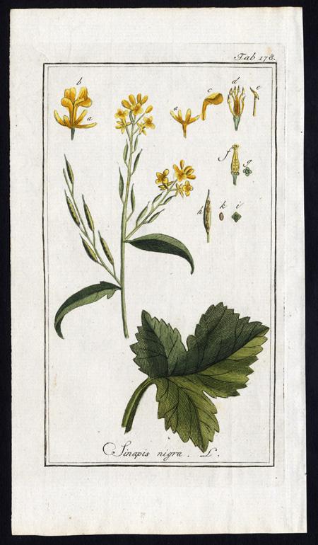 Antique Botanical Print-SINAPIS NIGRA-BLACK MUSTARD-Zorn-1796: Art ...