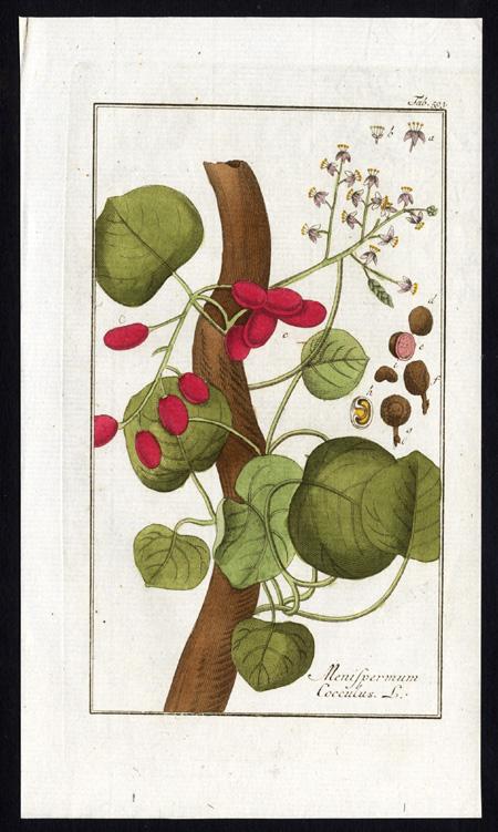 Antique Flora Print-ANAMIRTA COCCULUS-INDIAN BERRY-LEVANT NUT-Zorn-1796 ...