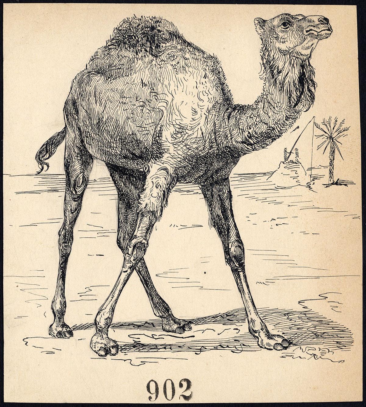 Antique Drawing-DROMEDARY-ITEM 902-Gerard Claes-1900: Art / Print ...