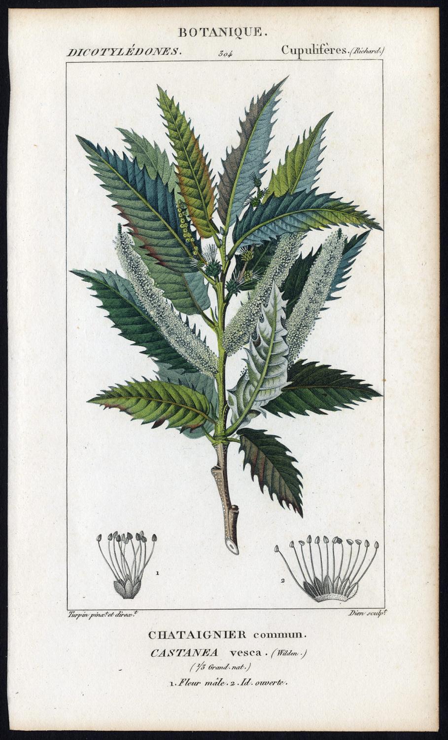 Rare Antique Botanical Print-SWEET CHESTNUT-CASTANEA VESCA-Turpin-Dieu ...