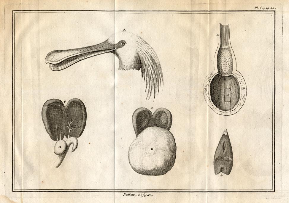 2 Antique Prints-SPOONBILL-ANATOMY-Perrault-Duflos-1734: Kunst / Grafik ...