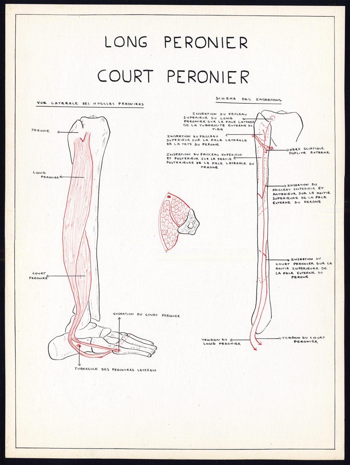 2 Original Anatomical Drawings-FIBULARIS-PERONEUS-MUSCLE-LEG-FOOT-1975 ...