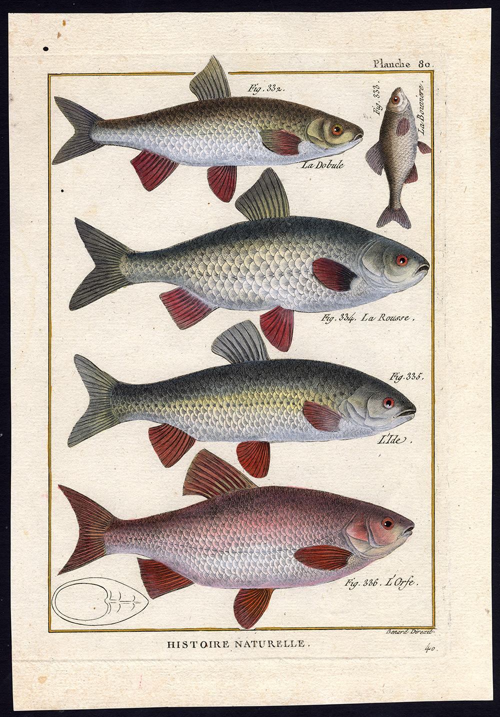 Antique Fish Print-DACE-BITTERLING-ROACH-IDE-ORFE-Bonnaterre-1788: Art ... Antique Fish Print-DACE-BITTERLING-ROACH-IDE-ORFE-Bonnaterre-1788: Art ...