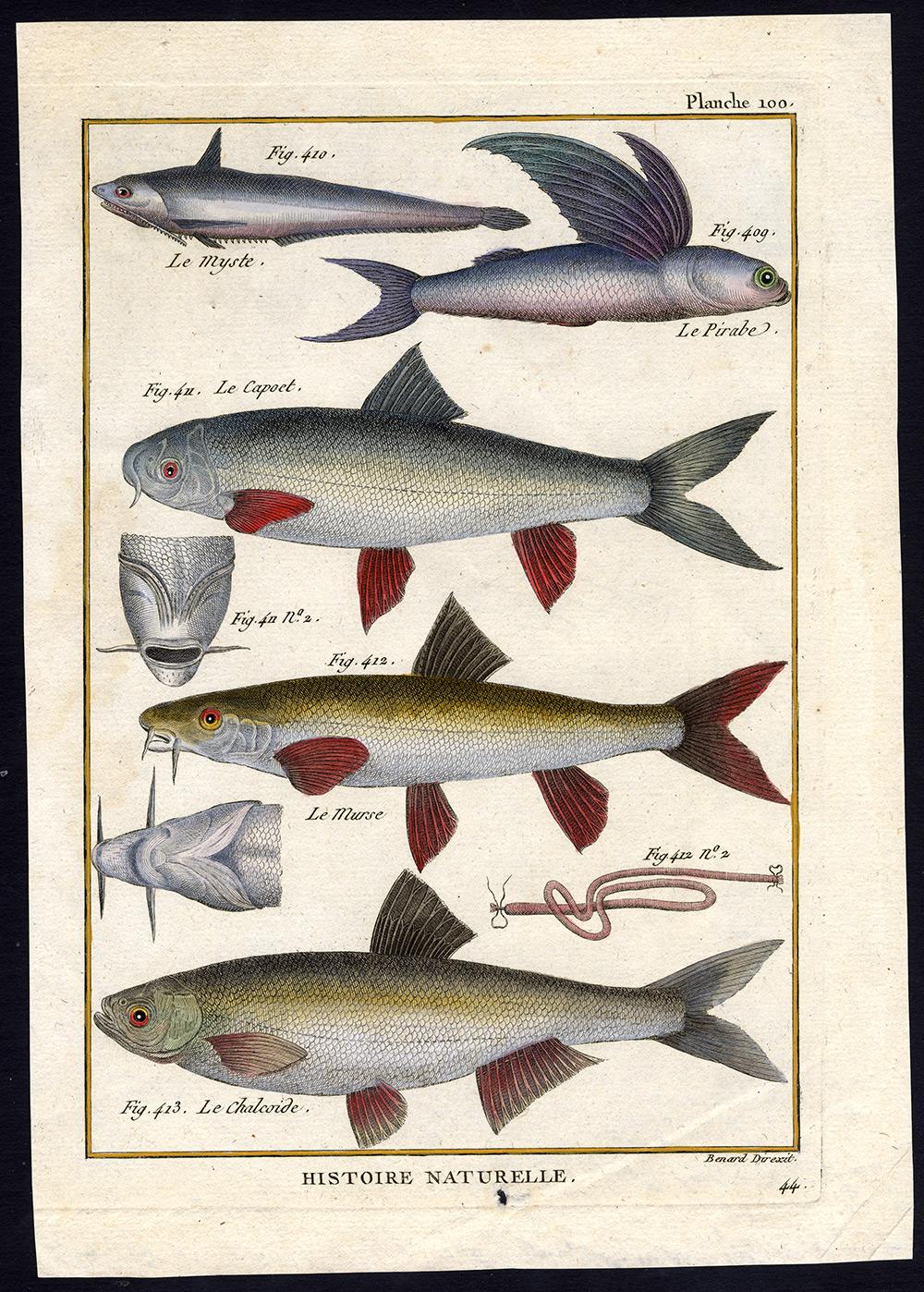 Antique Fish Print-TWO WING FLYING FISH-OSBECK GRENADIER-SHEMAYA ...