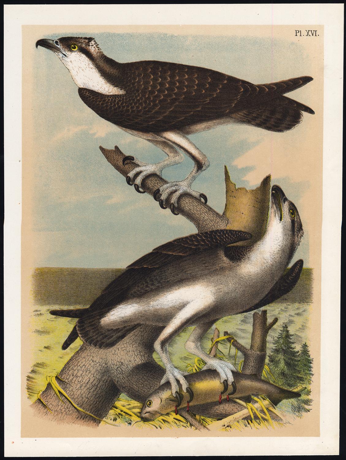 Antique Print-BIRD OF PREY-FISH HAWK-Jasper-1878: Kunst / Grafik ...
