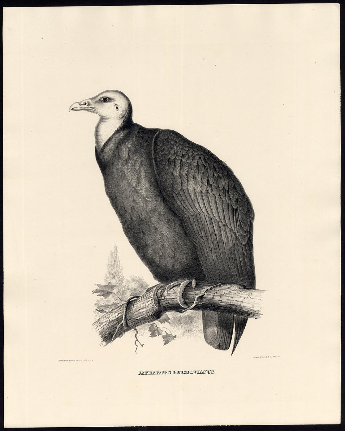 Antique Bird Print-ORNITHOLOGY-BURROUGHS VULTURE-B/W-Elliot-1869: Art ...