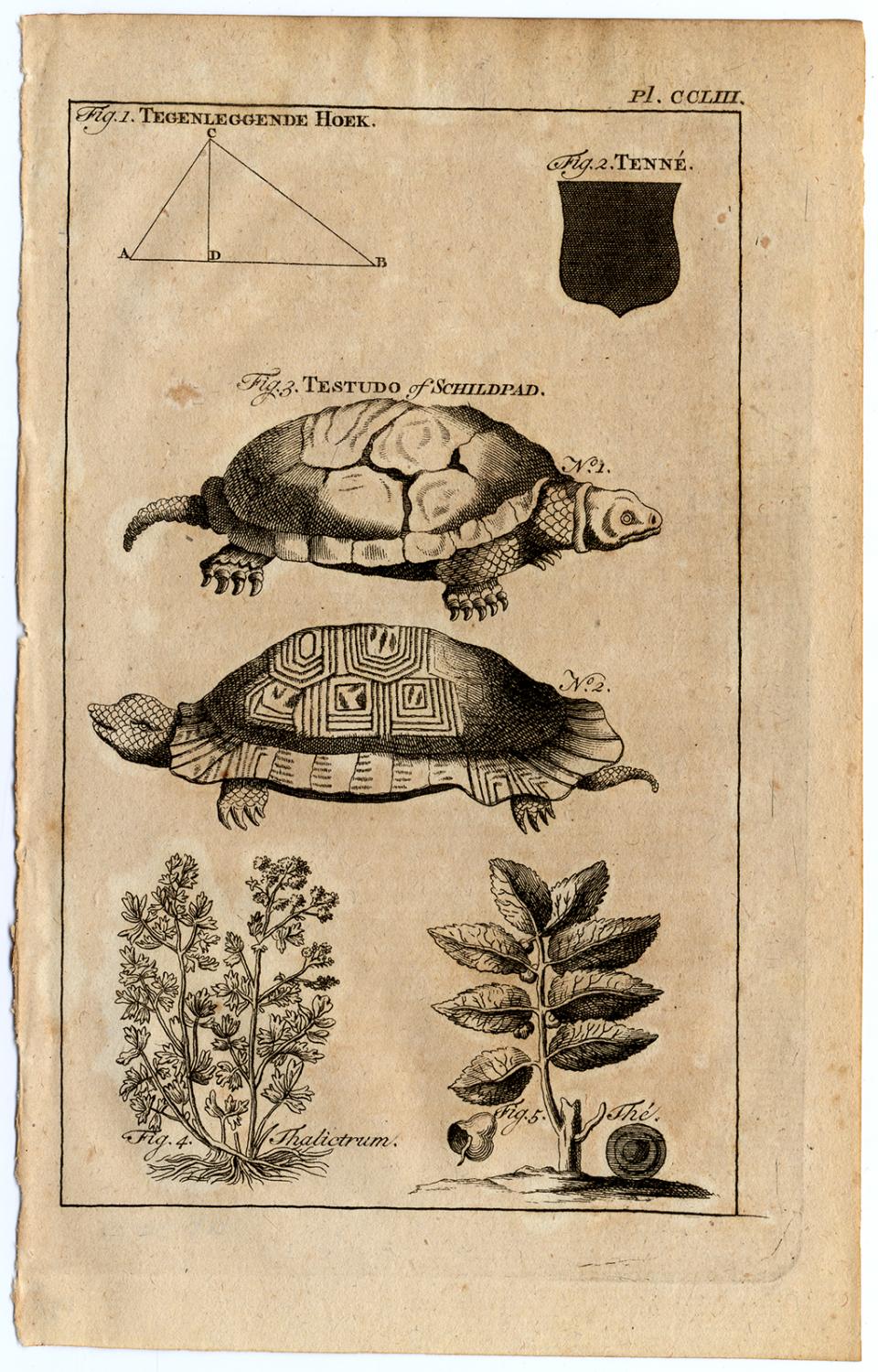 Antique Print-MATHEMATICS-HERALDRY-TURTLE-MEADOW RUE-TEA PLANT-Buys ...