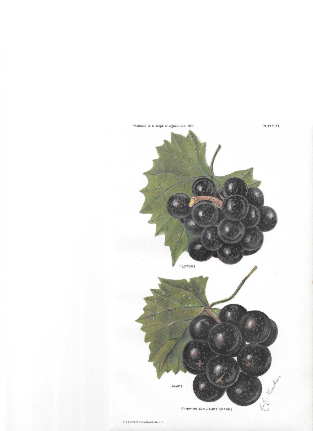 Three Antique Grape Color Plates: Flowers & James - Plate XI, Raisin ...