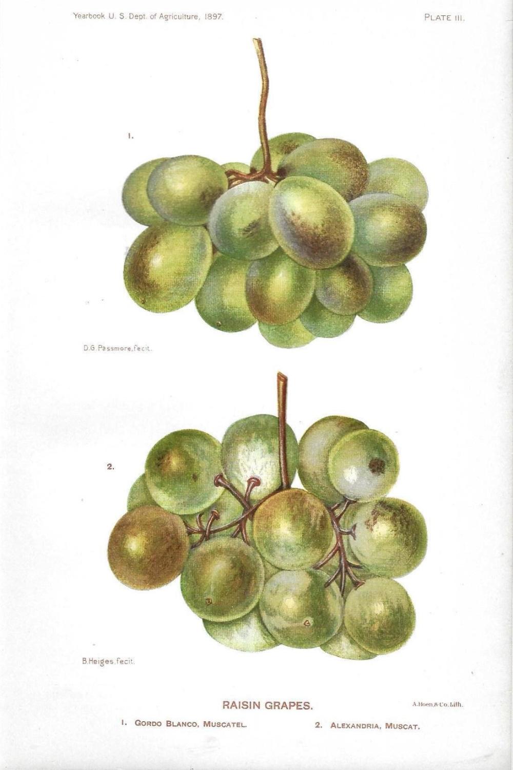 Three Antique Grape Color Plates: Flowers & James - Plate XI, Raisin ...