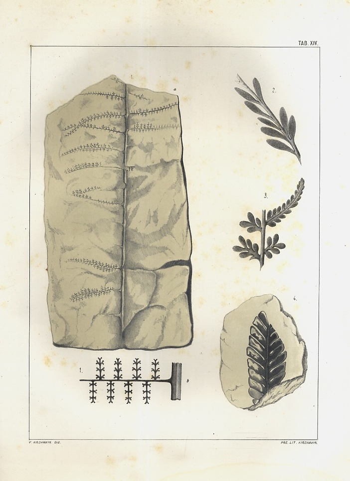 Flora Fossilis formationis Oolithicae. Le piante fossili dell'Oolite ...