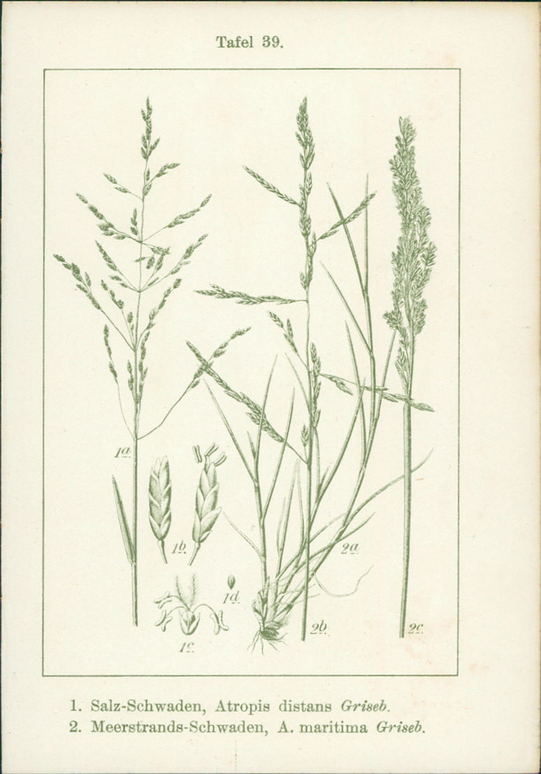 Druck Graphik - 1. Salz-Schwaden, Atropis distans Griseb. 2 ...