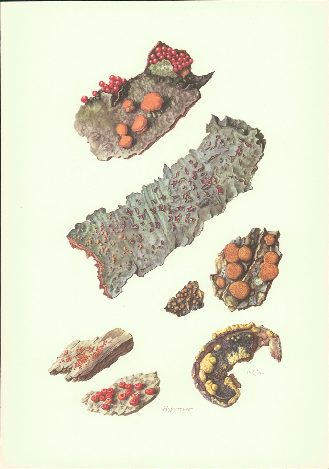 Pilze - Claus Caspari : Rotpustelpilz. Nectria cinnaharina. Tode ex Fr ...