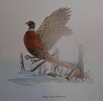 Ring-necked Pheasant. by Louis Raymer.: Manuscript / Paper Collectible ...