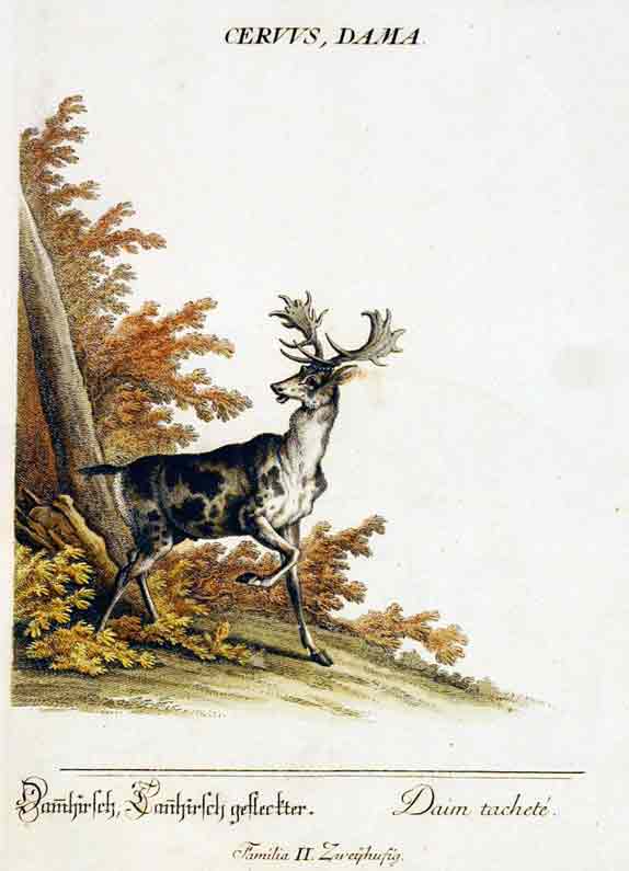 Ceruus, Dama / Damhirsch Tanhirsch gefleckter. / Daim tacheté. Familia ...