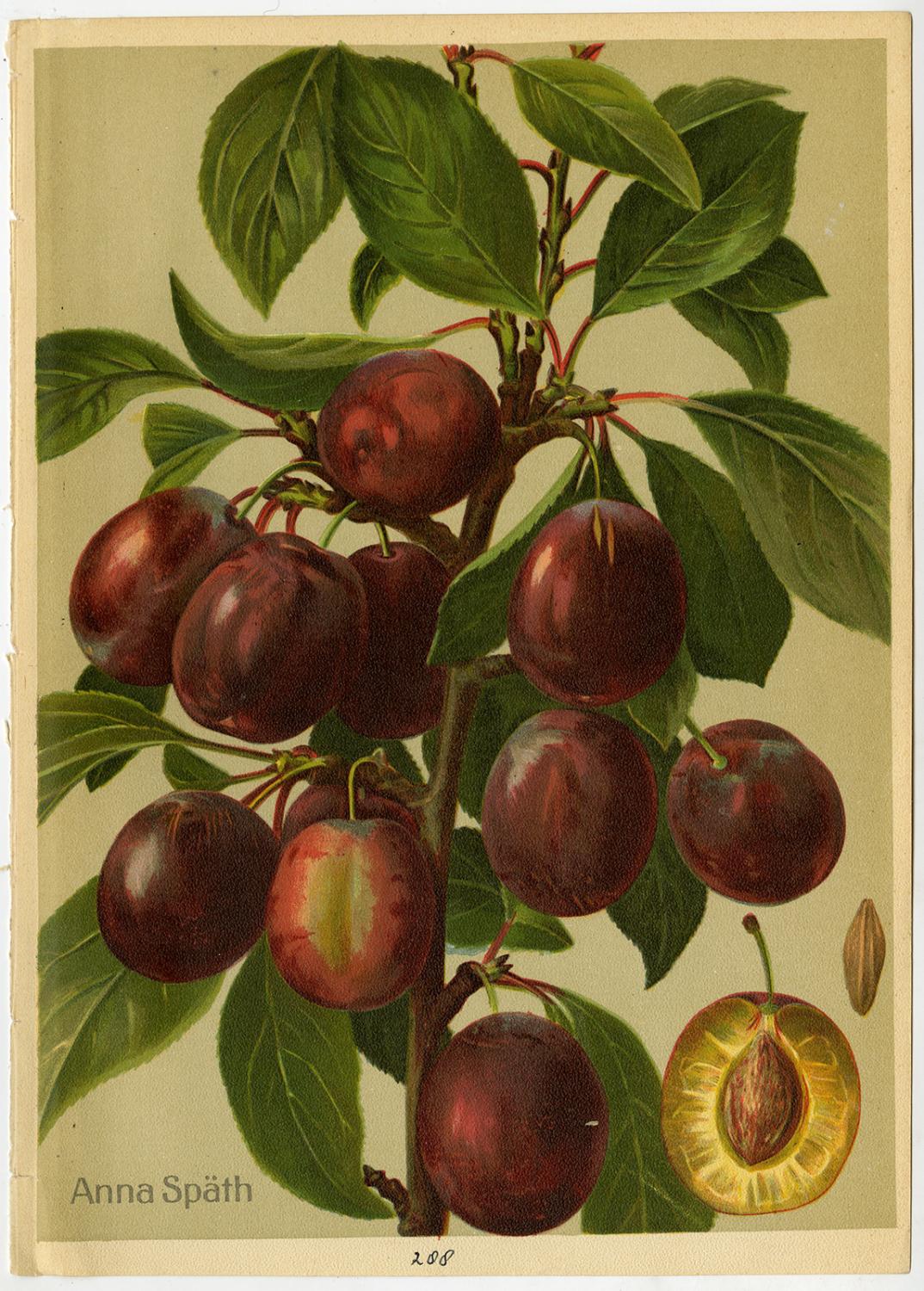 Antique Print-ANNA SPATH-FRUIT-PLUM-PFLAUME-288-Bissmann-ca. 1920 ...