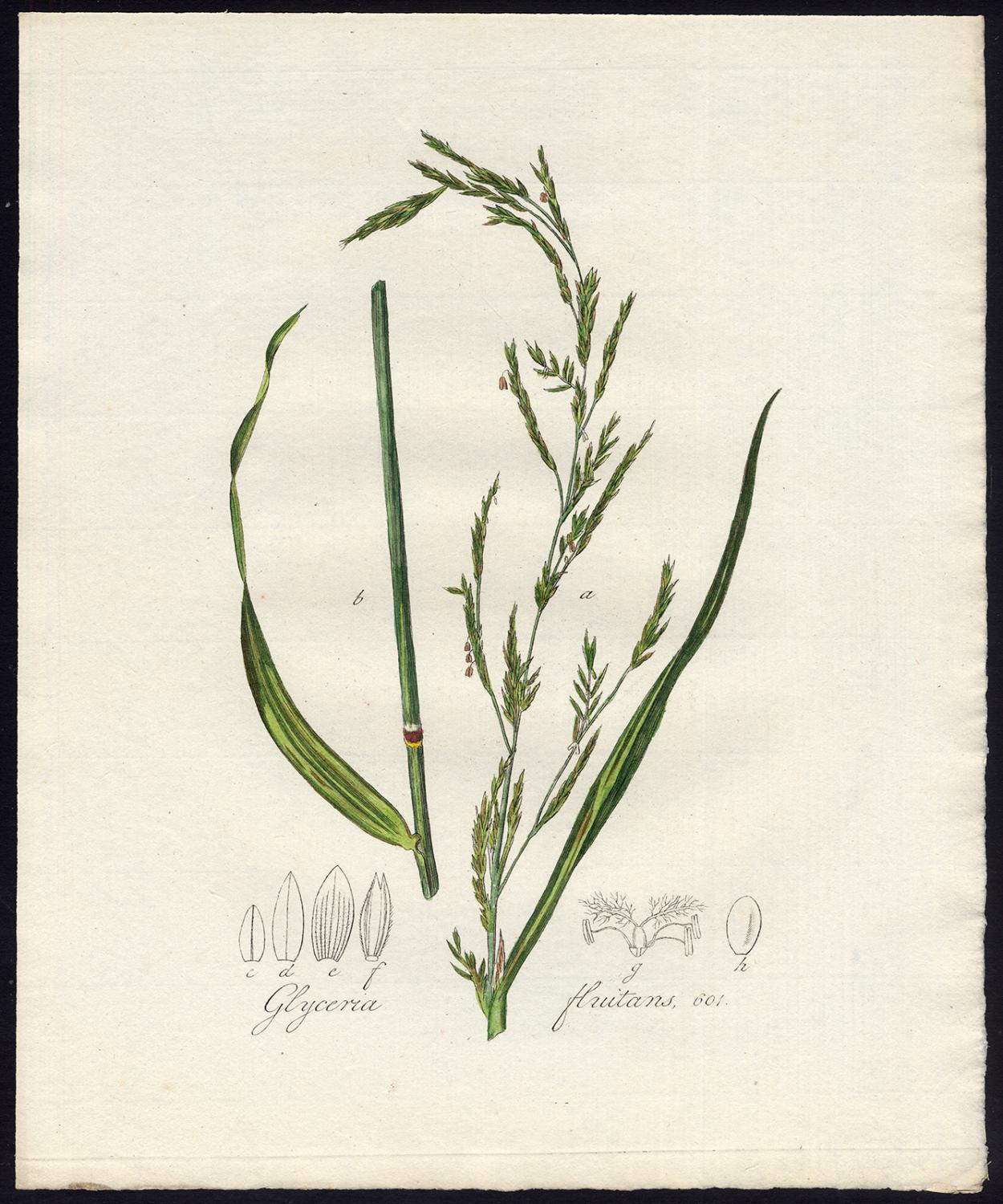Antique Print-FLOATING SWEETGRASS-GLYCERIA FLUITANS-601-Flora Batava ...