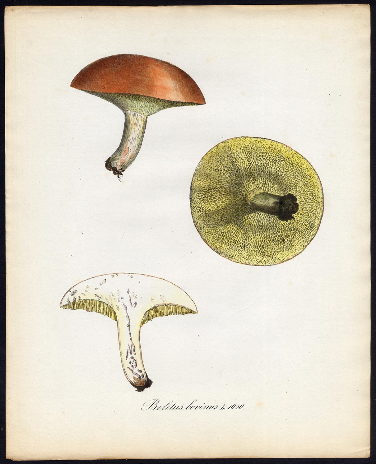 Antique Print-GRANULATED BOLETE-SUILLUS GRANULATUS-1050-Flora Batava ...