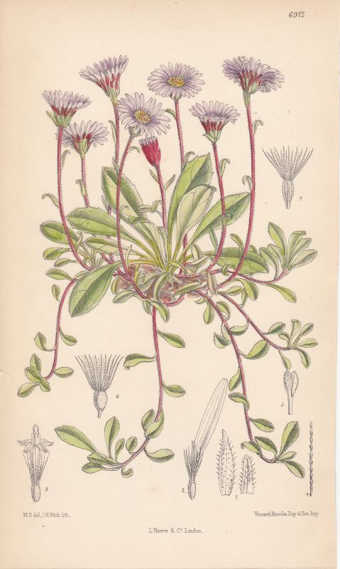 Curtis - Aster Stracheyi. Kol. Lithographie Nr. 6912 aus Botanical ...