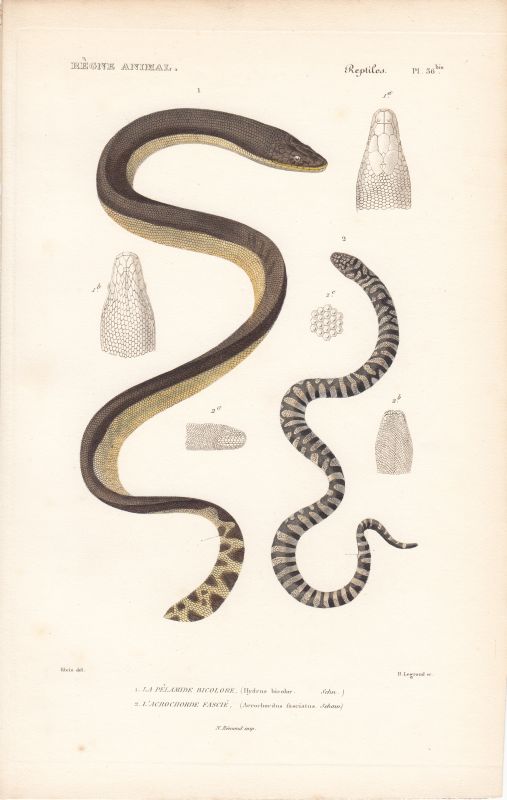 Plättchen-Seeschlange? - Hydrophis bzw. Hydrus bicolor u ...