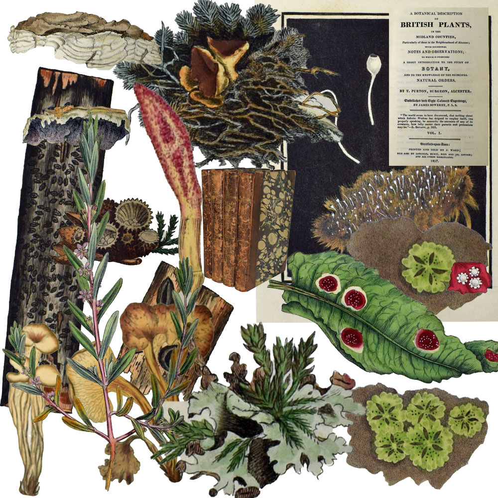 A Botanical Description of British Plants in the Midland Counties ...