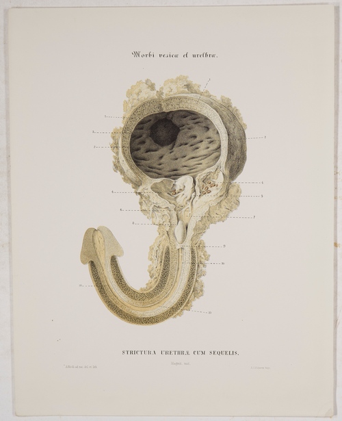 Museum anatomicum Holmiense : quod auspiciis Oscaris Primiediderunt ...