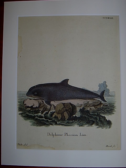 Delphinus Phocaena Linn. - Delphin / Delfin, Braunfisch / Dolphin ...