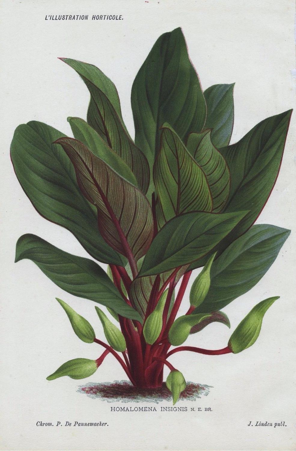 1885 HOMALOMENA INSIGNIS Genuine Antique Botanical Print LINDEN: Art ...