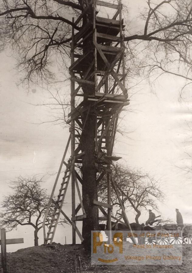 France WWI British Western Front Observation Post Tree Old Photo 1914 ...