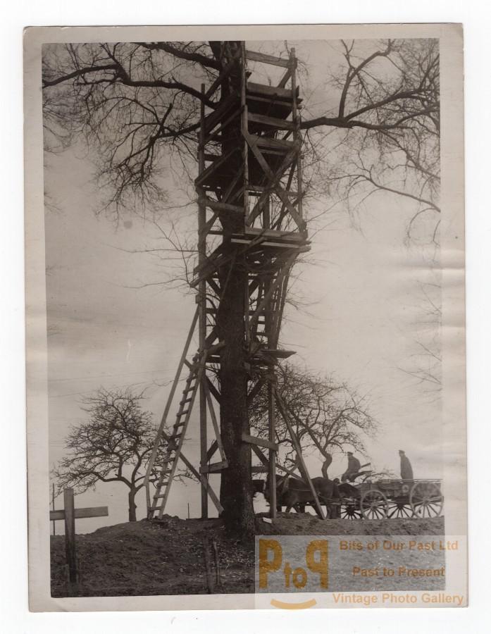 France WWI British Western Front Observation Post Tree Old Photo 1914 ...