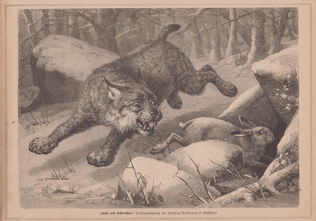 Orig. Holzstich: Luchs und Schneehase. Originalzeichnung von Ludwig ...