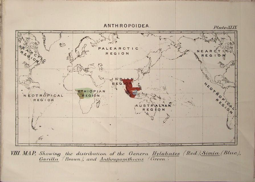 Monkeys. Map VIII. Anthropoidea. Showing the distribution of Genera by ...