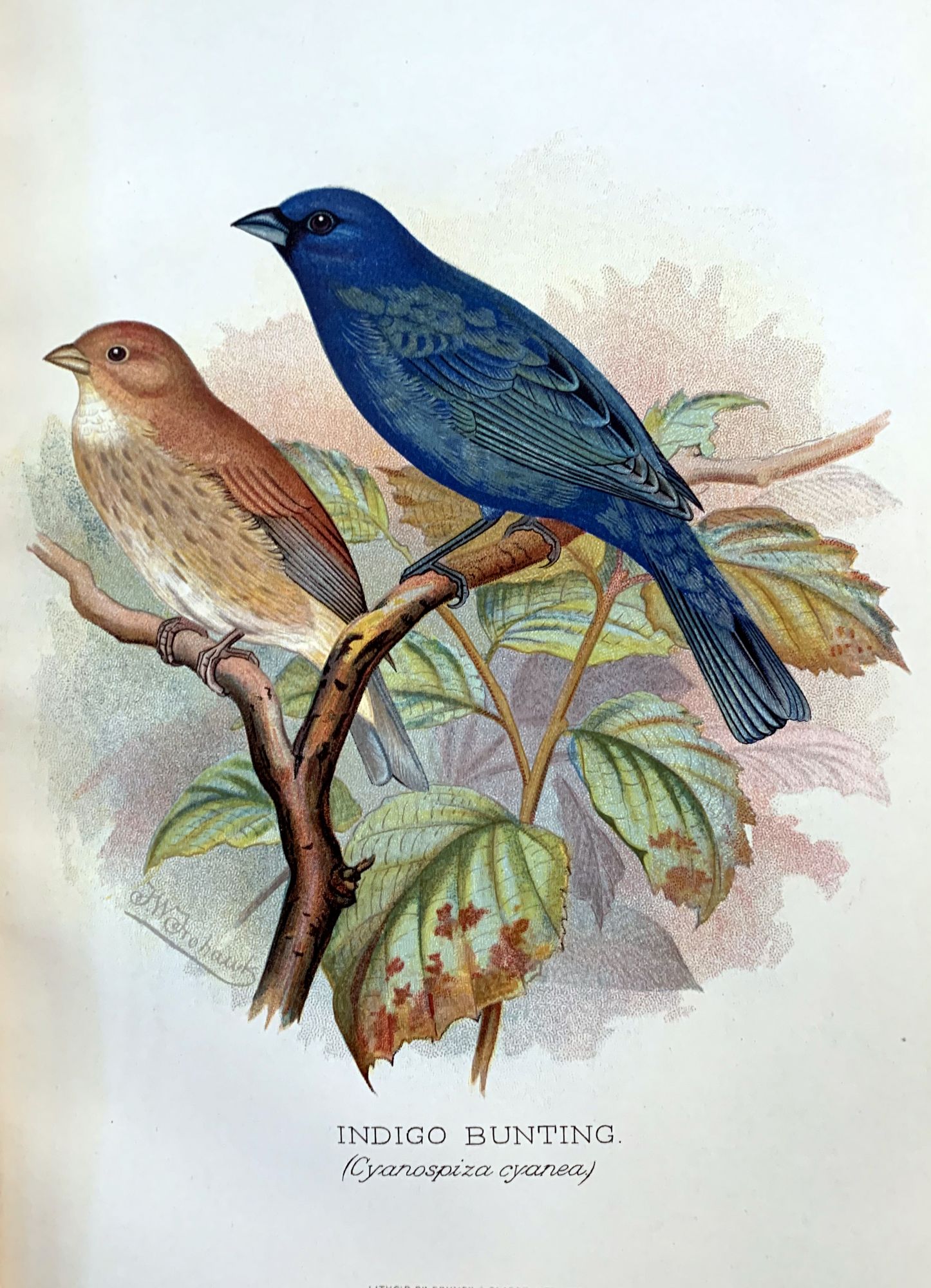 Foreign finches in captivity by BUTLER, Arthur G.: (1899) SECOND ...