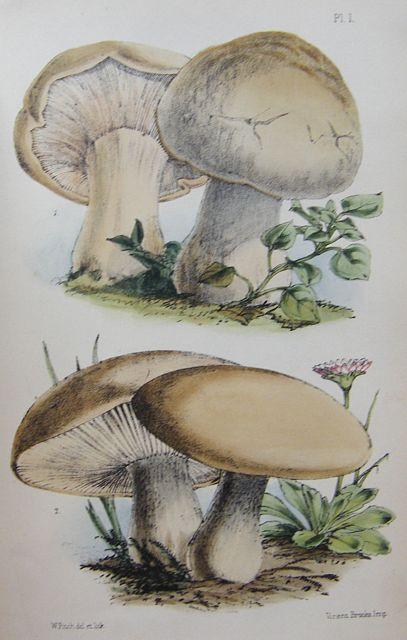 A Treatise on the Esculent Funguses of England. by Badham, Charles ...