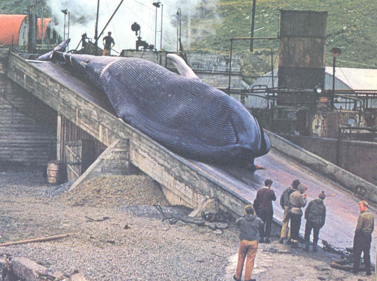 The Whale. [Whales in Mythology & Folklore; Biology; Whaling with Boats ...