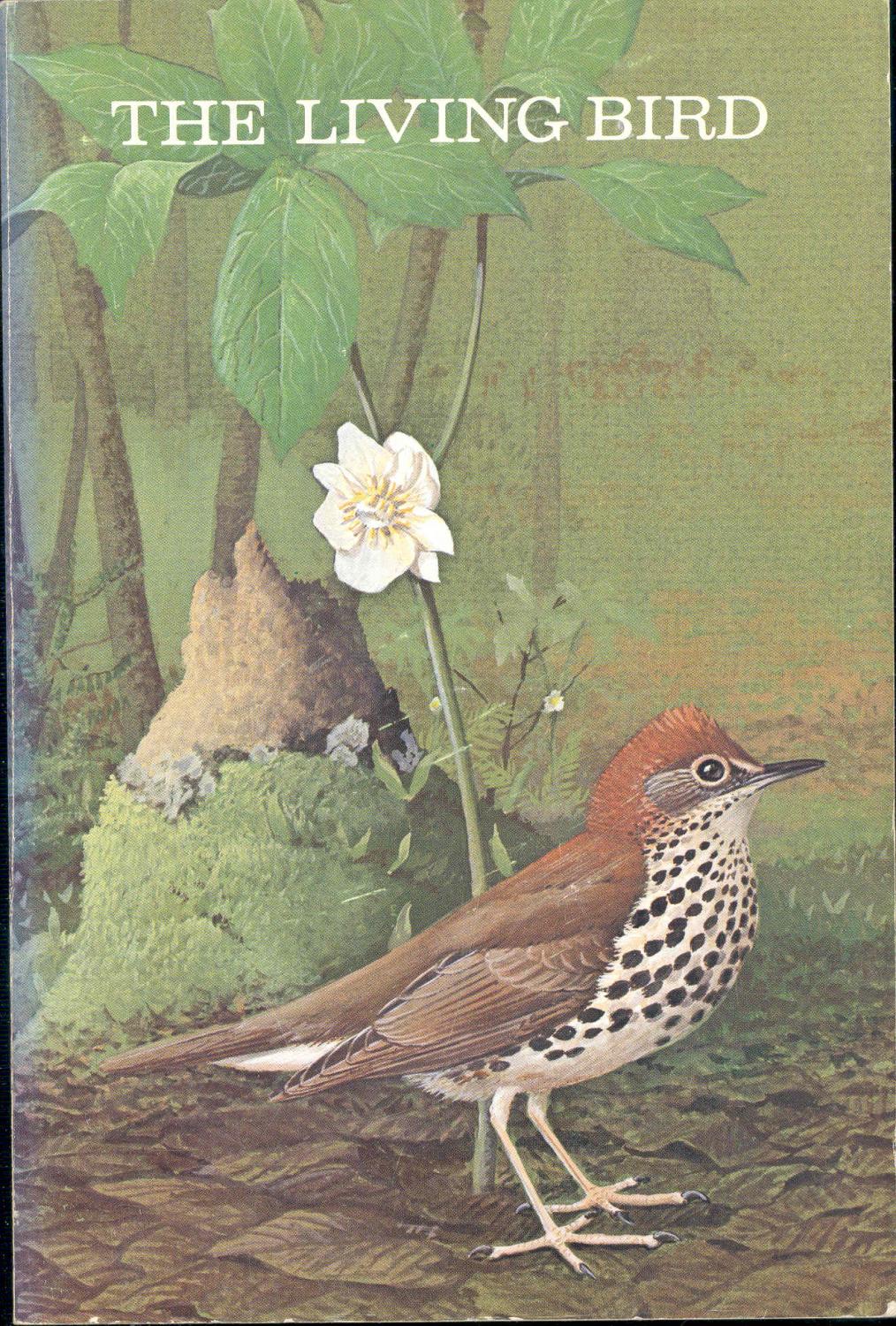 The Living bird : Sixteenth Annual, 1977.[Wood Duck portrait ...