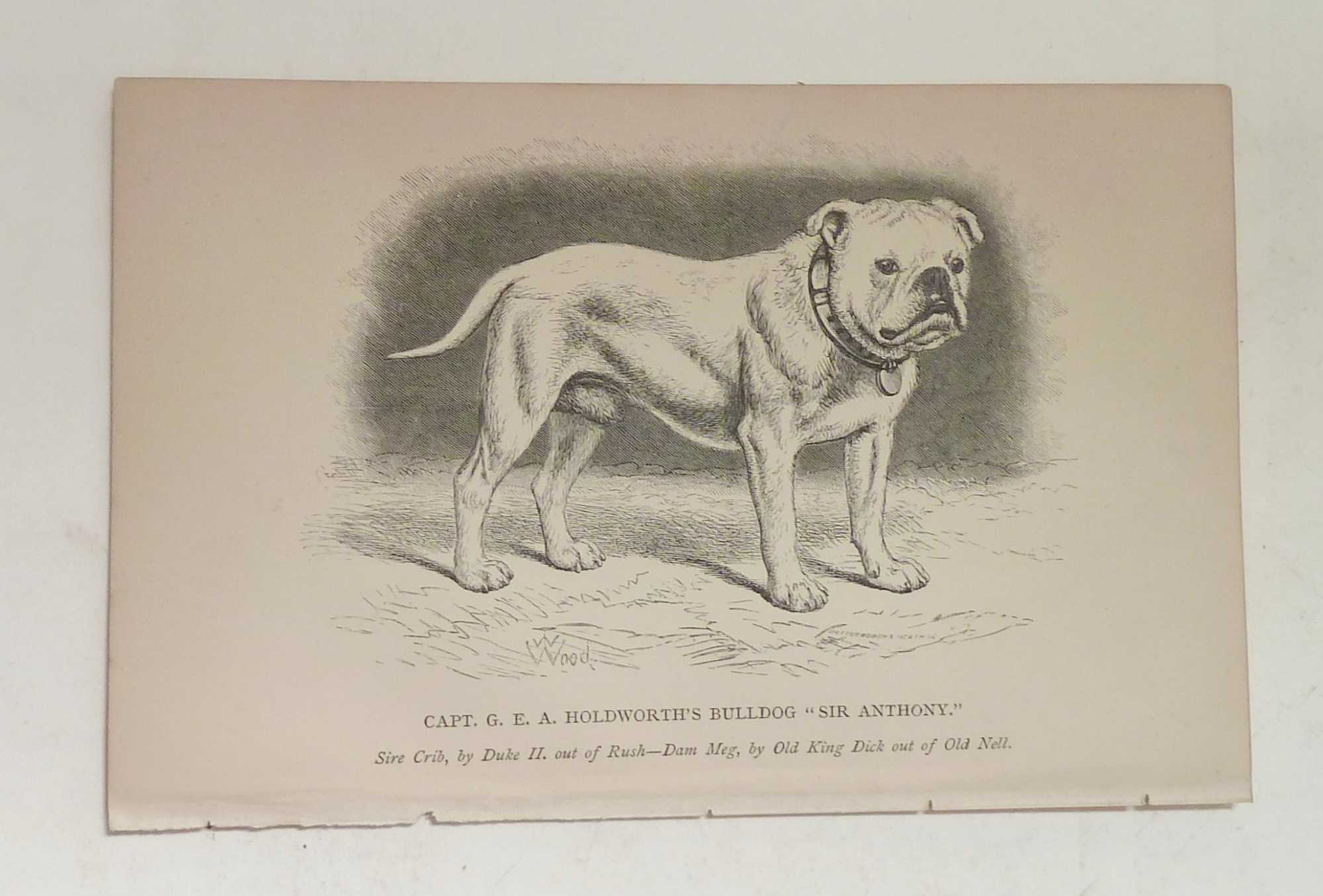 Bulldog 'Sir Anthony' Dog Print (British Dogs 1883) by Hugh Dalziel ...